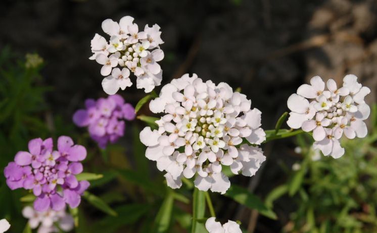 Equality - Samata - The Mother's Guidance