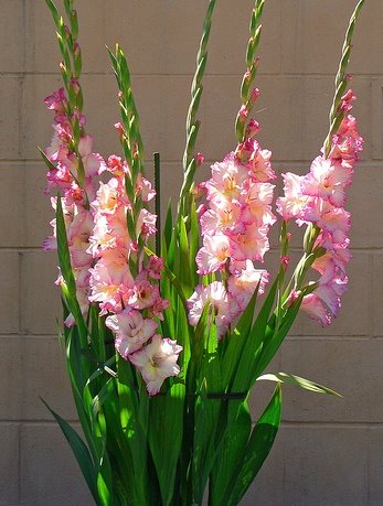 Receptivity - The Mother's Guidance