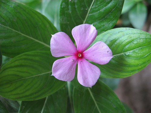 Progress - The Mother's Guidance